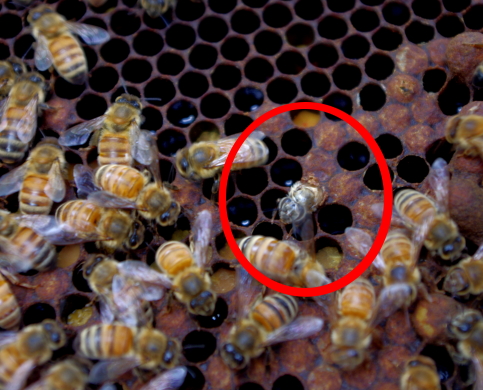 Baby Bees – Meyer Farm Project
